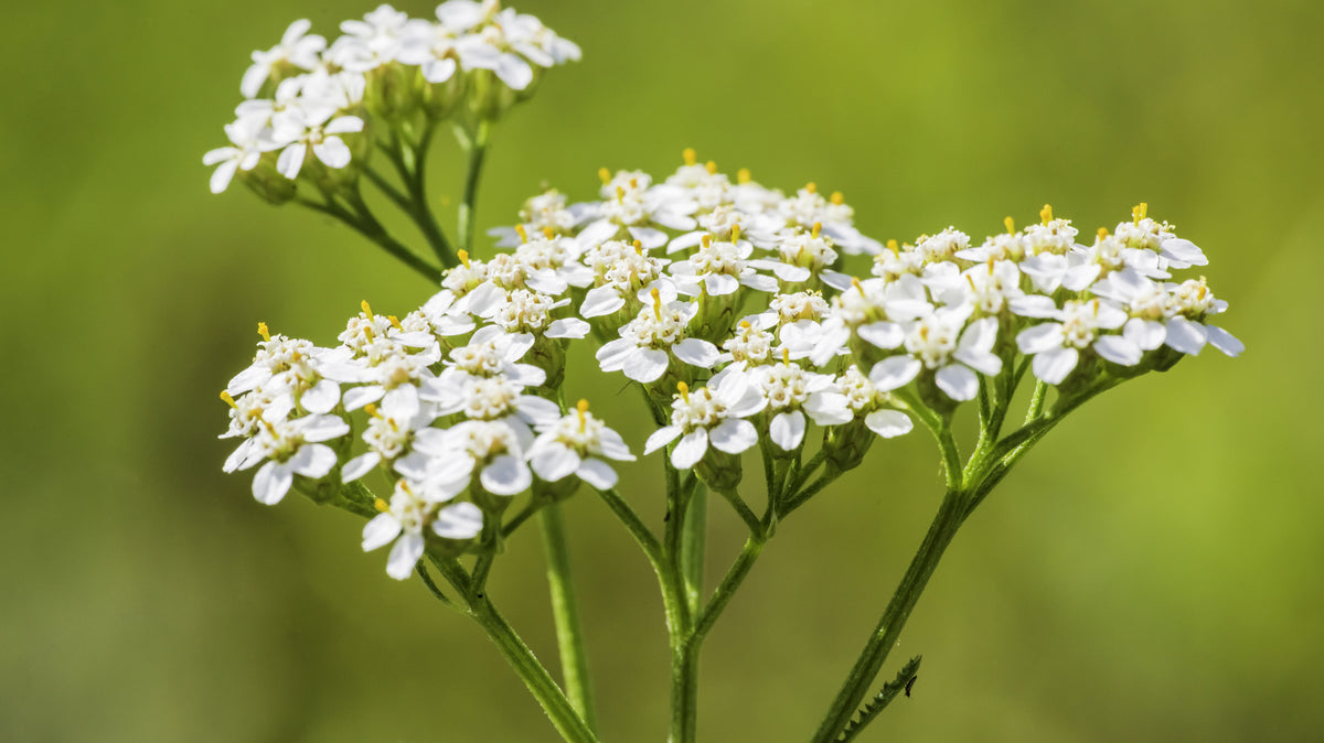 Discover the Pain Relieving Secrets of Yarrow - The Feel Good Lab